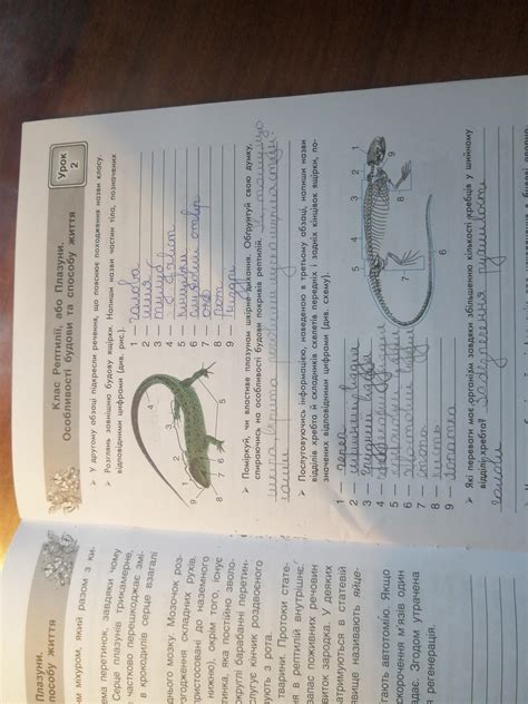 Розглянь зовнiшню будову ящірки Напиши назви частин тіла позначених відповідними цифрами див