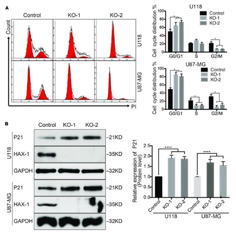 Knock Out Hax 1 Induced Cell Cycle Arrest In Glioblastoma Cell Lines