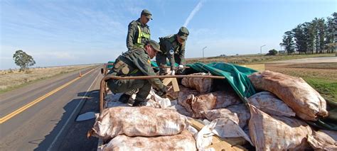 Golpe Al Narcotráfico Gendarmería Interceptó Cargamento Con Más De 6