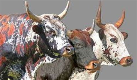 Top 9 African Cattle Breeds History And Pictures Guide