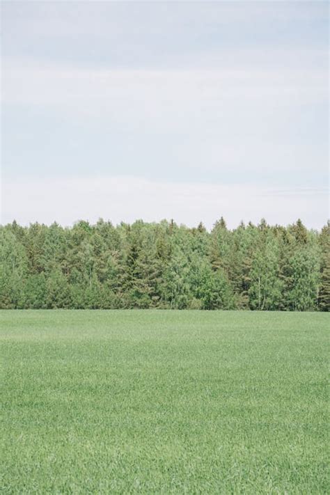 경치 경치가 좋은 계절 고요한 광야 그림 같은 나무 나뭇잎 녹색 농업 농장 들판 맑은 하늘 목가적 인 목가적인 무성한 생태 성장 수평선 숲