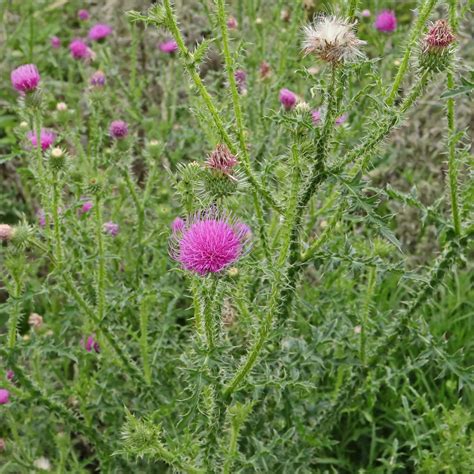 Weg Distel Carduus Acanthoides