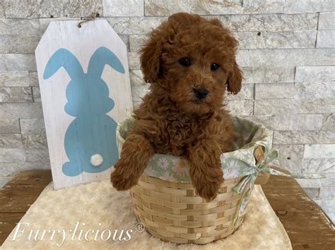 Goldendoodle Mini 2nd Gen Dog Male Red 4053484 Furrylicious Puppy Boutique
