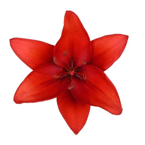 Home Toronto Bulk Flowers
