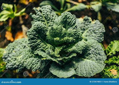 Curly Green Leaves Of Kale Growing In A Garden Curly Kale Growing In A