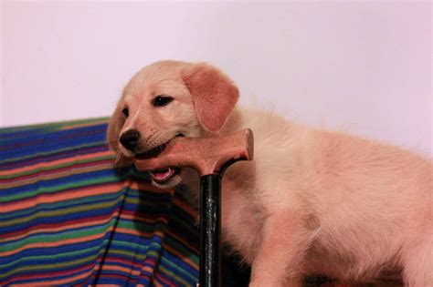 Why Does My Dog Keep Biting Herself