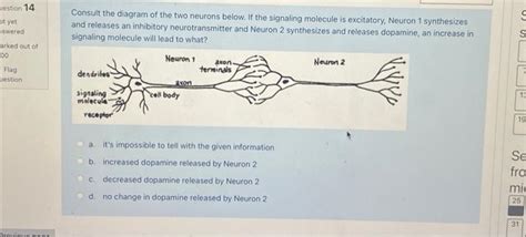 Solved Consult The Diagram Of The Two Neurons Below If The Chegg