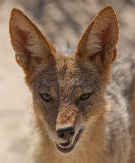 The Jackal Stock Images Image 11796794