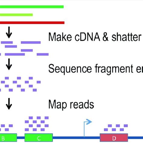 PDF Transcriptome Assembly And Quantification From Ion Torrent RNA Seq Data