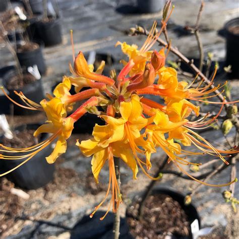Rhododendron Austrinum Flame Azalea Mail Order Natives