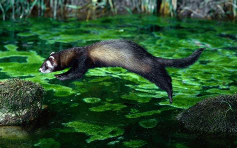 Waldiltis | Deutsche Wildtier Stiftung