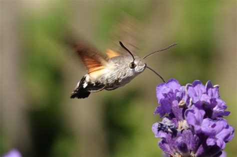 morosphinx burung kolibri sphinx sphinx susu cantle flybird foto stok