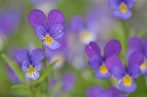 Фиалка трёхцветная (Viola tricolor)