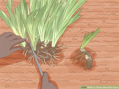 How To Divide Bearded Irises 8 Steps With Pictures WikiHow Life