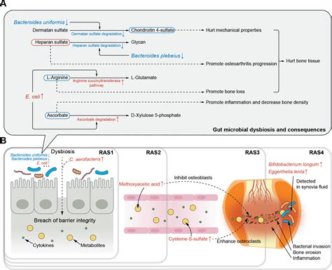 绘谱导读 2022年8月代谢组学文献精选 肿瘤细胞 氨基酸代谢 非靶向代谢 脂质 多组学代谢流检测分析 脂肪酸定量 肠道微生物菌群检测 麦特绘谱