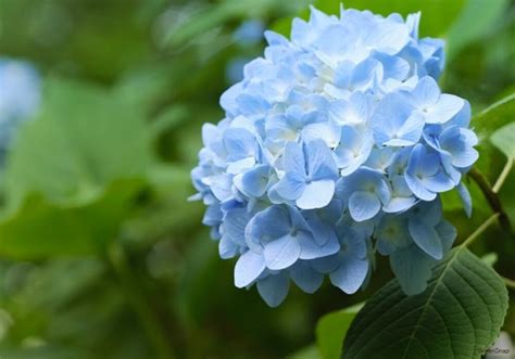 Horti By Greensnap