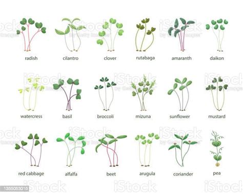 마이크로 그린 일러스트의 벡터 세트입니다 건강한 젊은 묘목 건강한 친환경 식품 새싹채소에 대한 스톡 벡터 아트 및 기타 이미지