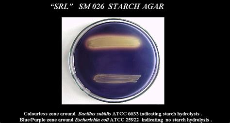Starch Agar Sr 37547 Cymitquimica