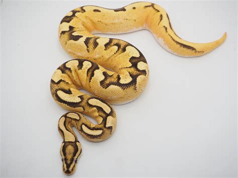 Morph List World Of Ball Pythons