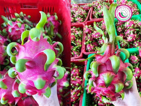 N H Ng Xu T Kh U Thanh Long Sang Th Tr Ng Ch U U Thanh Long Vi T