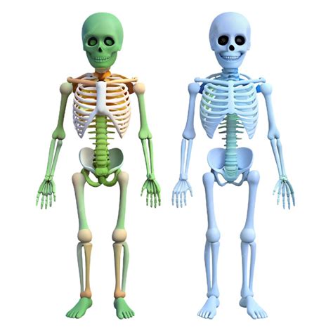 Two Skeletons One Of Which Has The Other Labeled Skeleton Premium Ai