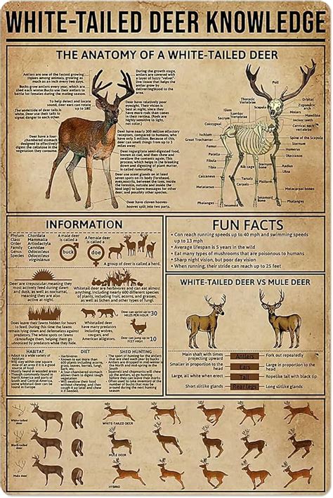 White Tailed Deer Anatomy Deer Anatomy Etsy