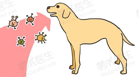 Canine Distemper
