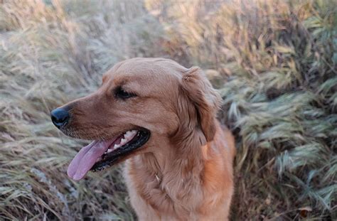 金毛属于烈性犬吗 是否被禁养 唯宠网