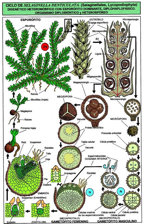 Conifer Structure Life Cycle Artofit