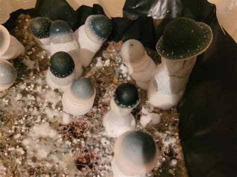 Santa Claus And Claustrum R Magicmushrooms