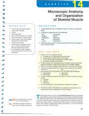 Chapter Reference For Muscle Fibers Pdf Til Exercise Microscopic