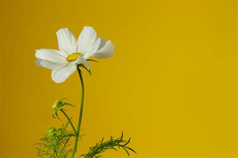 黄色の背景に緑の花瓶に白い花の写真 Unsplashの花の無料画像
