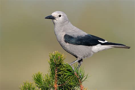 Clark S Nutcracker