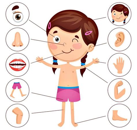 สื่อปฐมวัยทำมือ ร่างกายของเรา😀