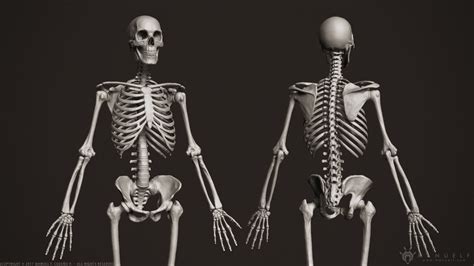 Desktop Skeleton Model At Tarsevenblog Blog