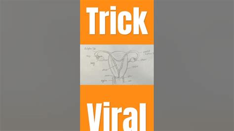 🥱😇how To Draw Female Reproductive System Digram In Easy Ways🤭 Viralvideo Youtube