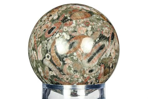 25 Colorful Fossil Crinoid Stems In Marble Sphere 308690 For Sale
