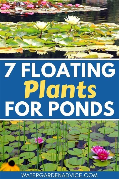 7 Floating Pond Plants Artofit