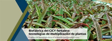 Boletín Biofábrica CICY fortalece tecnologías de multiplicación de plantas