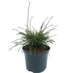 Thuja Plicata Whipcord
