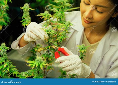 Cientista Cuidadosa Cortando Planta Gratificante De Cannabis Em Fazenda