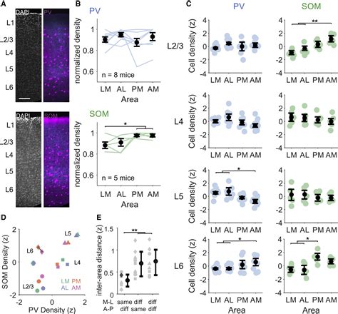 Distinct Recruitment Of Feedforward And Recurrent Pathways Across