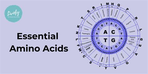 Amino Acids Circle Chart