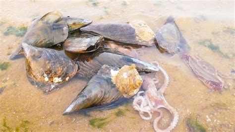 小章赶海发现，刮了一夜的大风沙滩上遍地的带子，捡到最后都不想要了【赶海小章】 Youtube