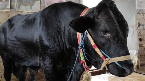 Sapi Angus Brangus Atau Pegon Sapi Hitam Super YouTube