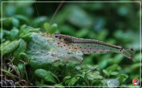 25 Cherry Shrimp Tank Mates With Pictures Aquariumnexus