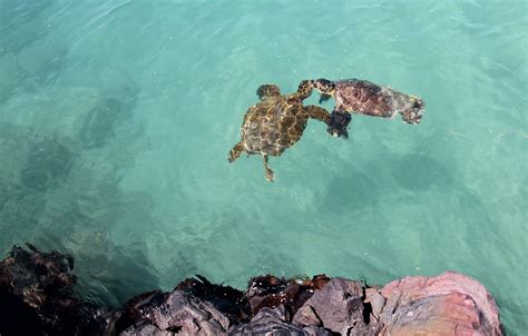 Free Images Ocean Underwater Love Blue Sea Turtle Reptile