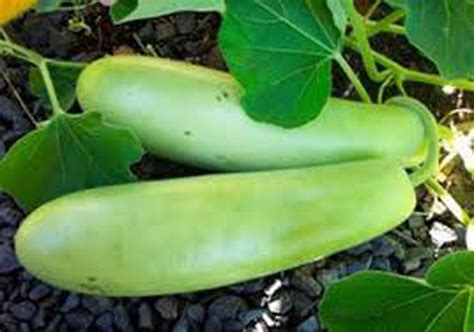 Bottle Gourd Vegetable Seeds Buy Online In India From Vitri Greens