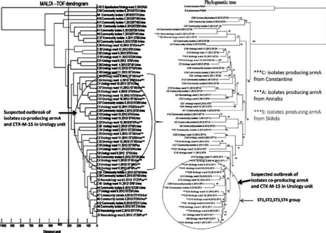 maldi tof dendrogram and phylogenetic tree of phylogenetic analysis of