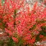 Sunjoy® Tangelo Barberry Plant Addicts